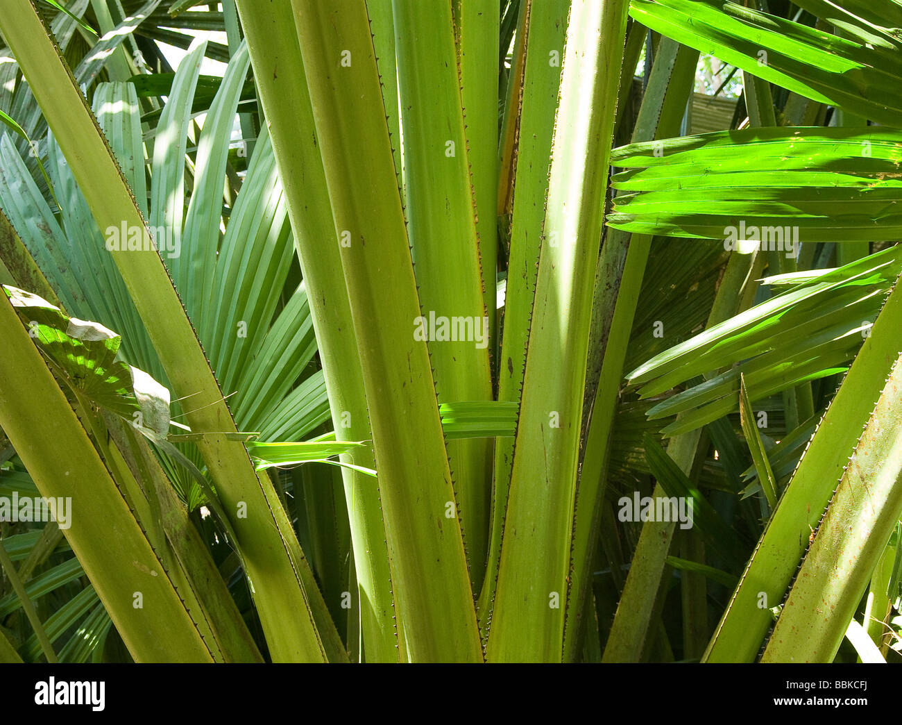 Panama.SUMMIT Park.Tropical Palm Stock Photo - Alamy