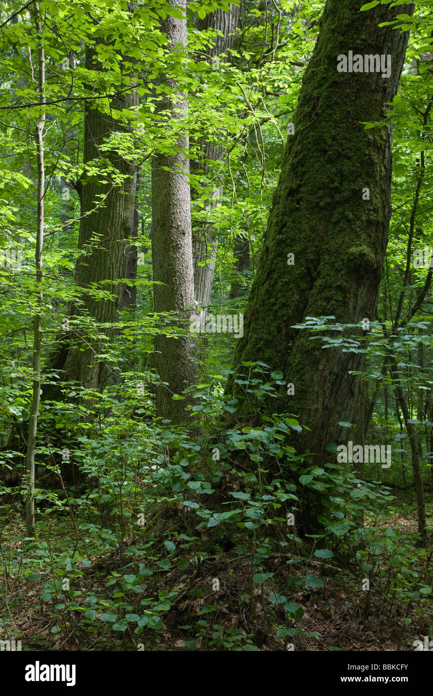 European summer deciduous forest with old linden tree in foreground ...