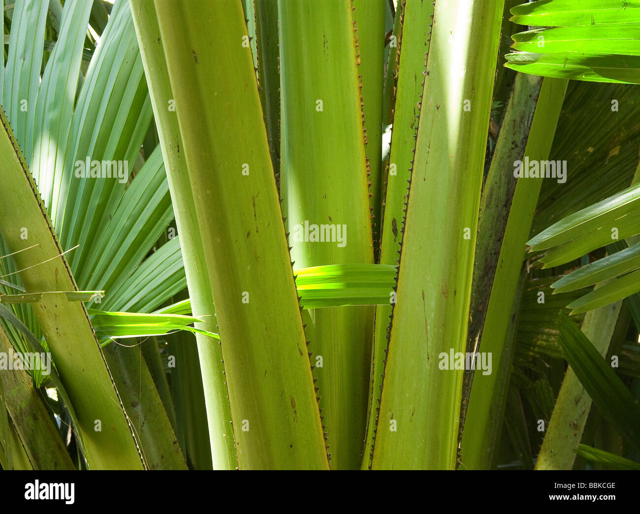 Panama.SUMMIT Park.Tropical Palm Stock Photo - Alamy