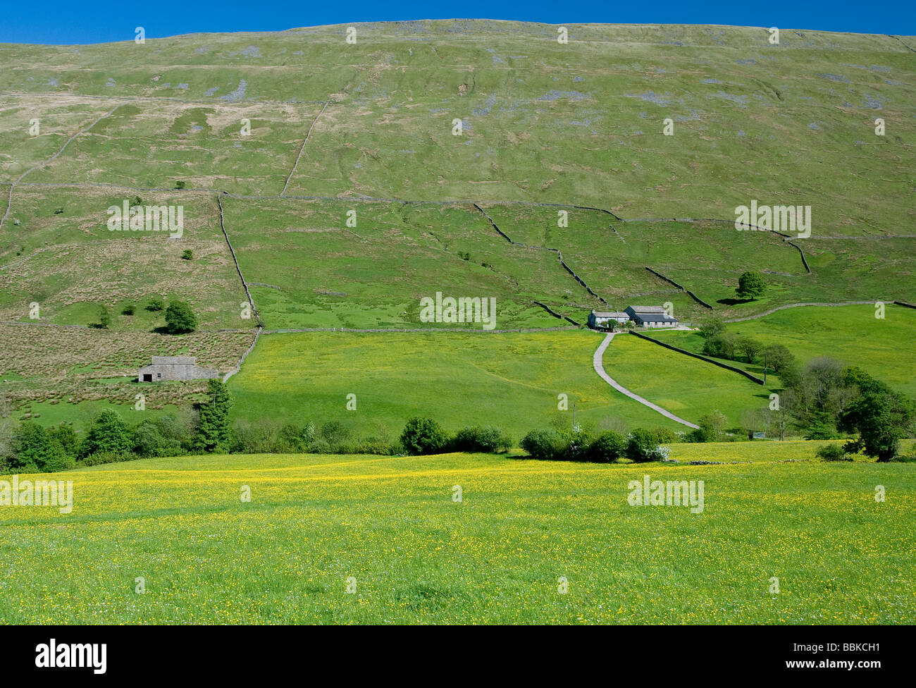 Buttercup fields in Yorkshire dales Stock Photo - Alamy