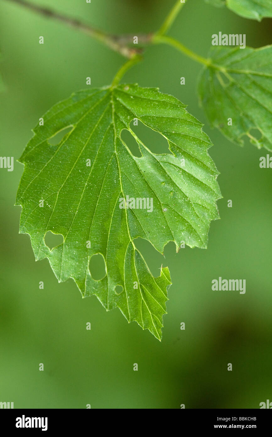 Dogwood leaf with insect holes Stock Photo - Alamy