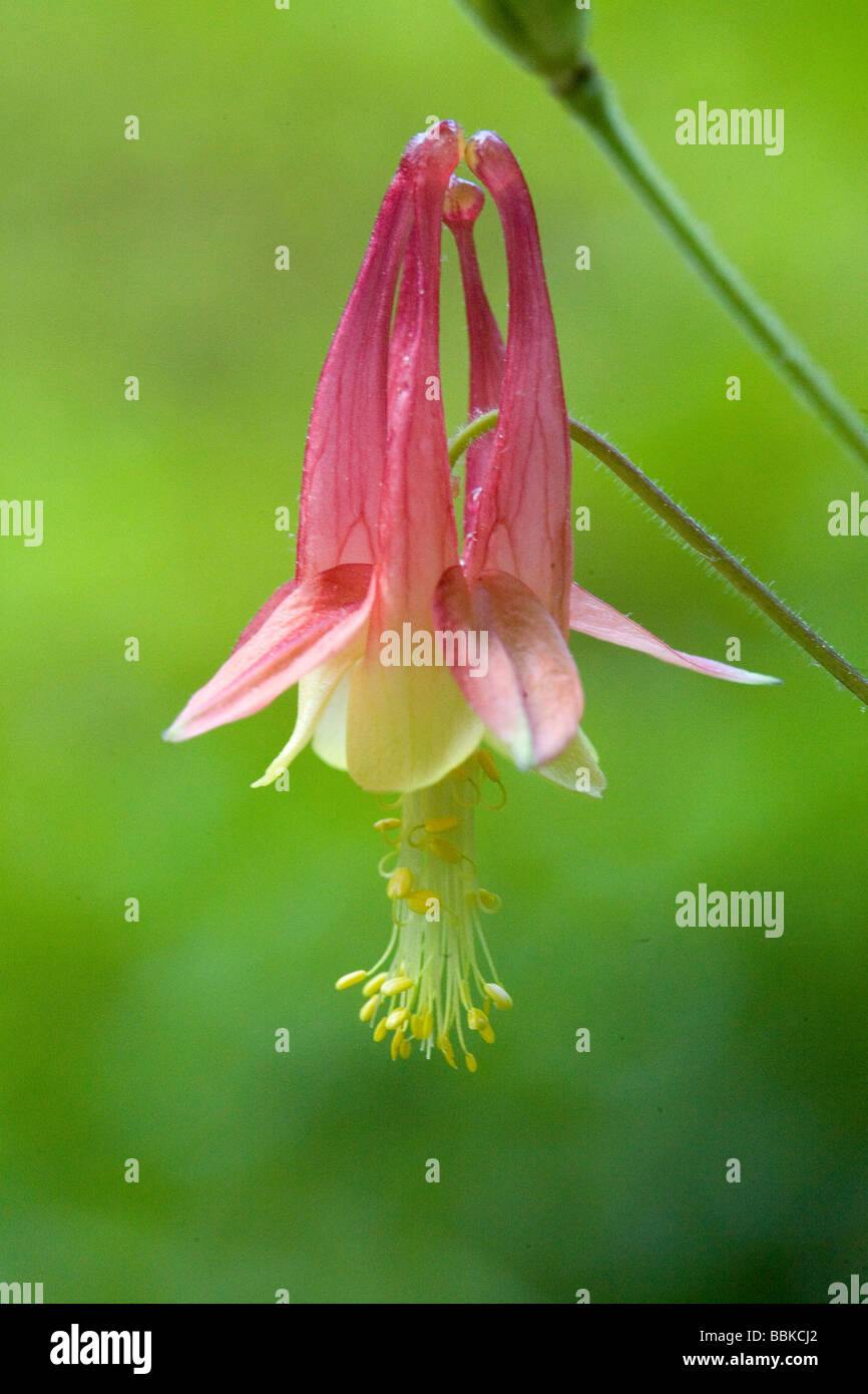 Native columbine in North Carolina Stock Photo - Alamy