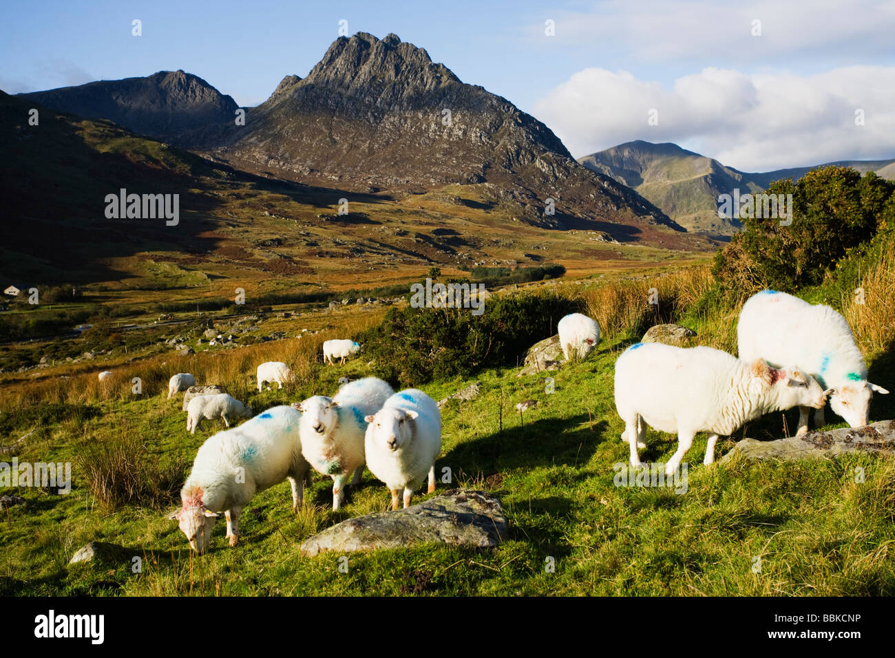 Sheep with Tryfan in the Background, Ogwen Valley, Snowdonia, North ...