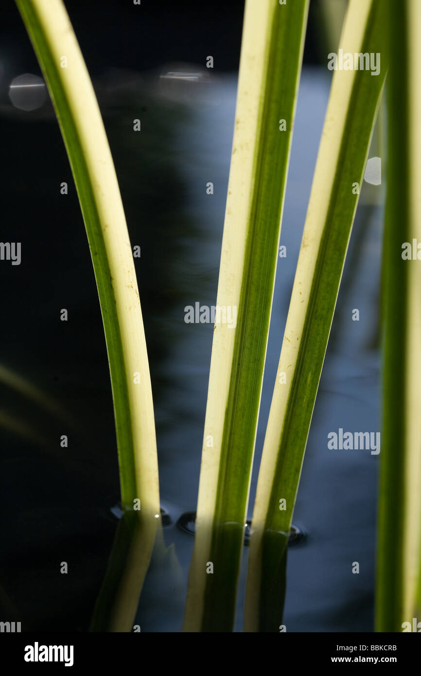 Glow transparent hi-res stock photography and images - Alamy