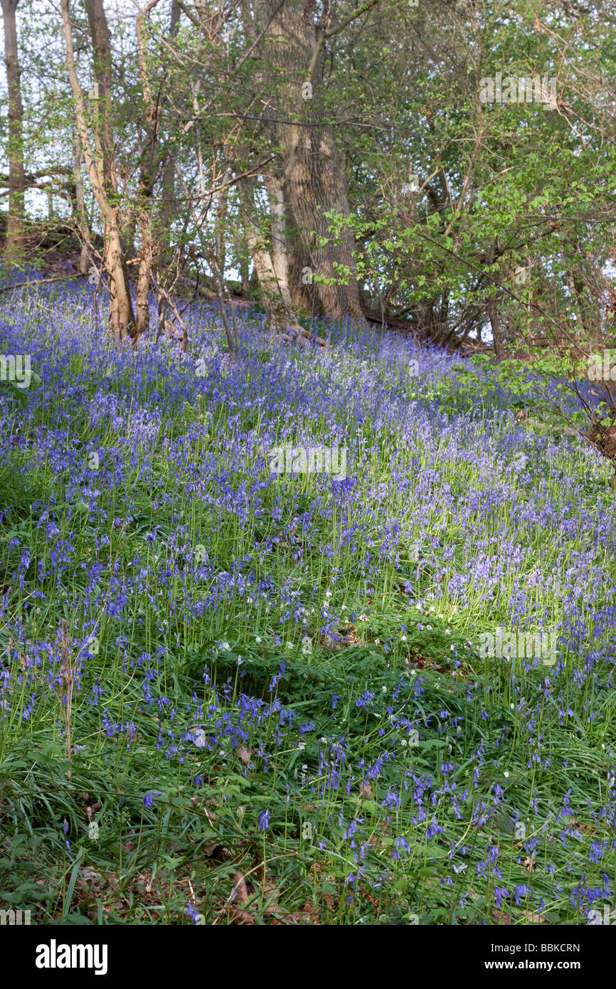 Bluebells plant pot hi-res stock photography and images - Alamy