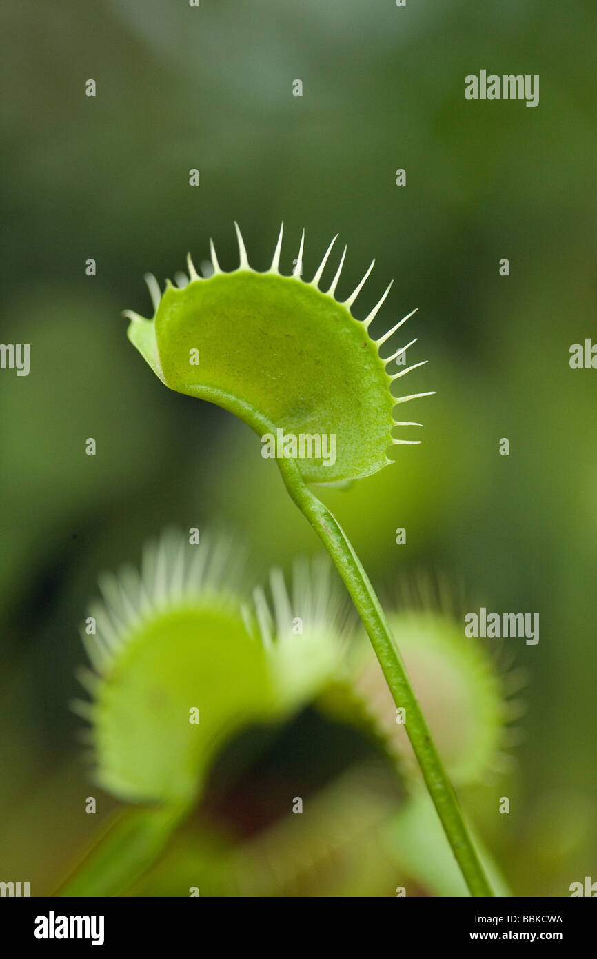 venus fly trap Stock Photo - Alamy