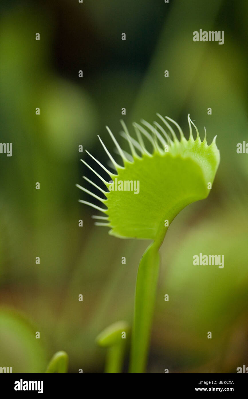 Close up of a venus flytrap Stock Photo - Alamy