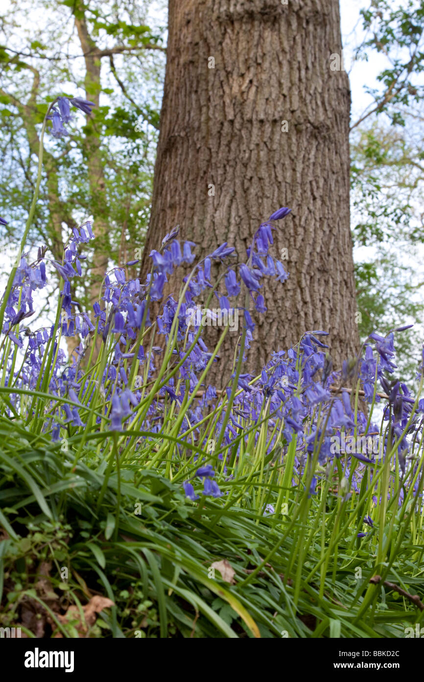 English bluebell in pot hi-res stock photography and images - Alamy