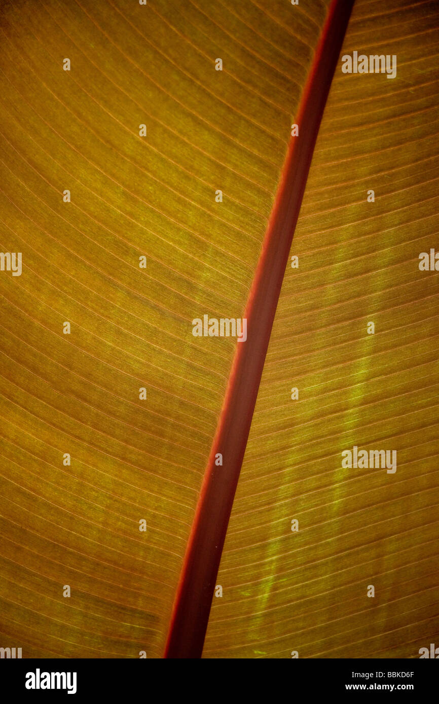 Abstract banana leaf stem detail hi-res stock photography and images ...
