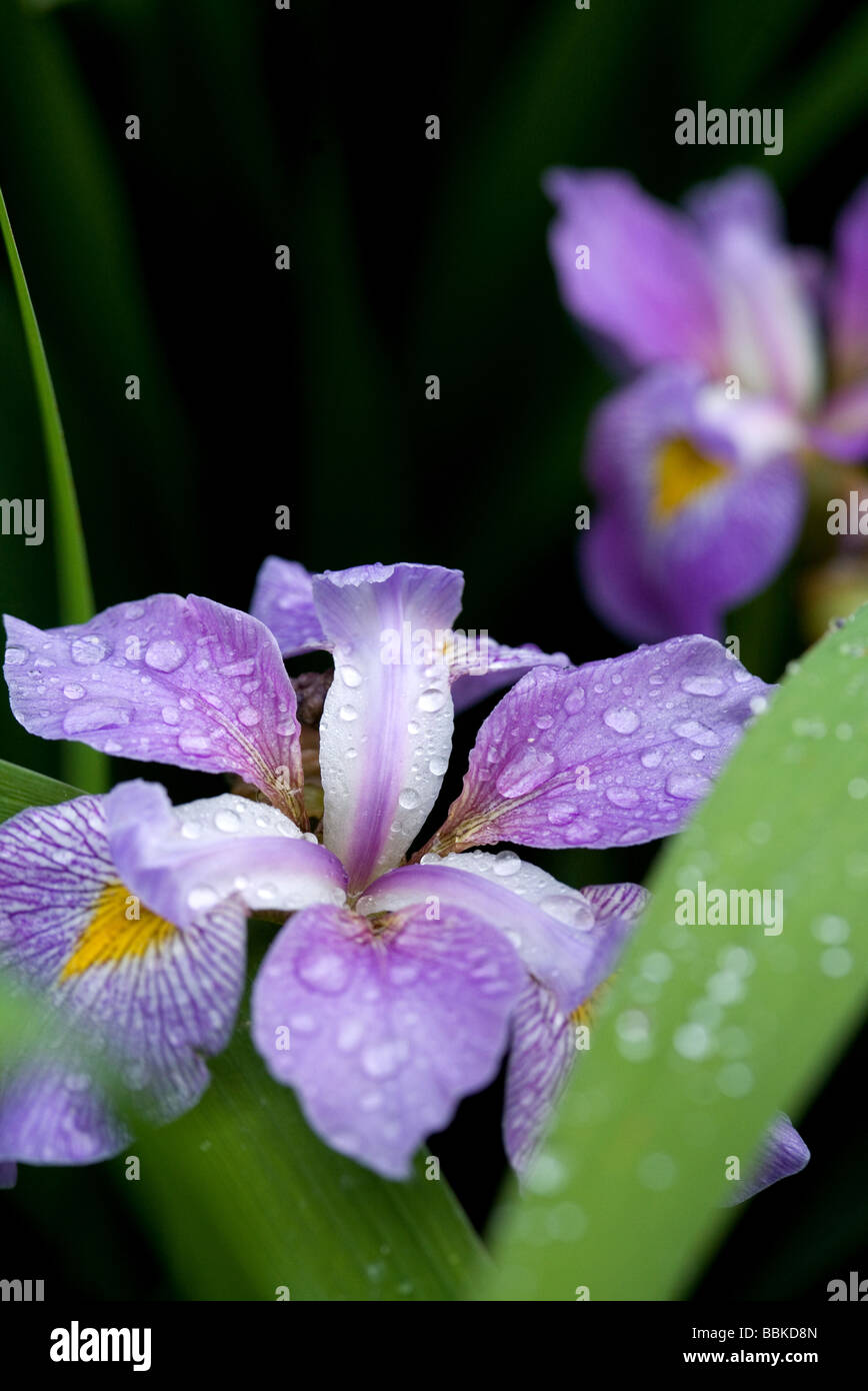 iris purple rain drop wet spring garden bulb peek Stock Photo - Alamy