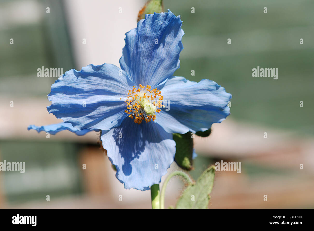 Himalayan Blue Poppy Stock Photo - Alamy