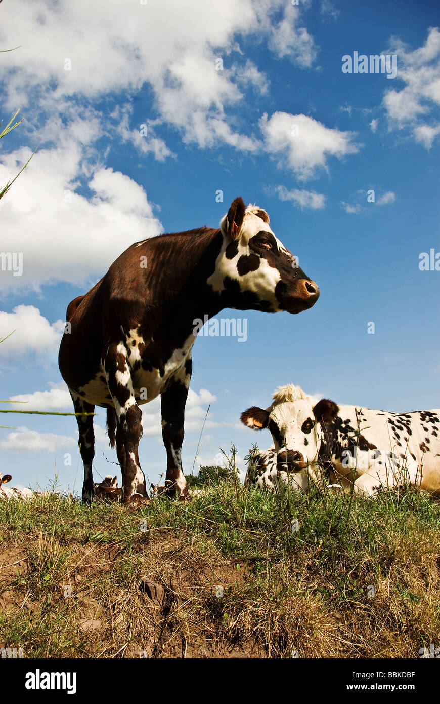 French cow hi-res stock photography and images - Alamy