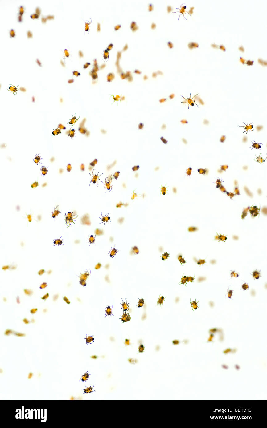 Spiderlings hi-res stock photography and images - Alamy