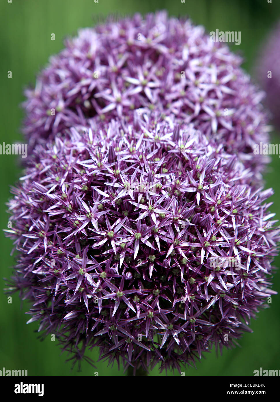 Giant onion hi-res stock photography and images - Alamy