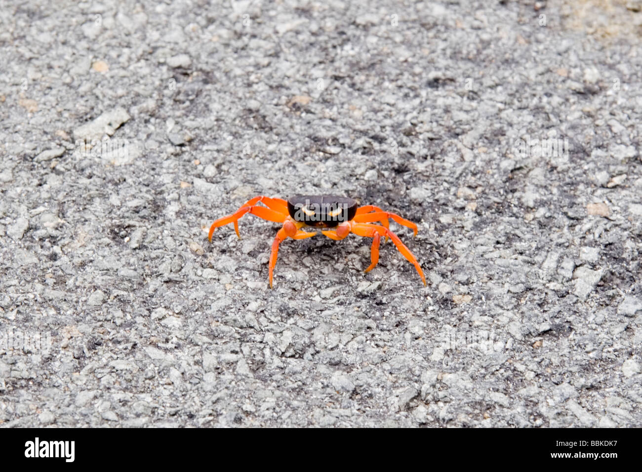 Land crab orange body hi-res stock photography and images - Alamy
