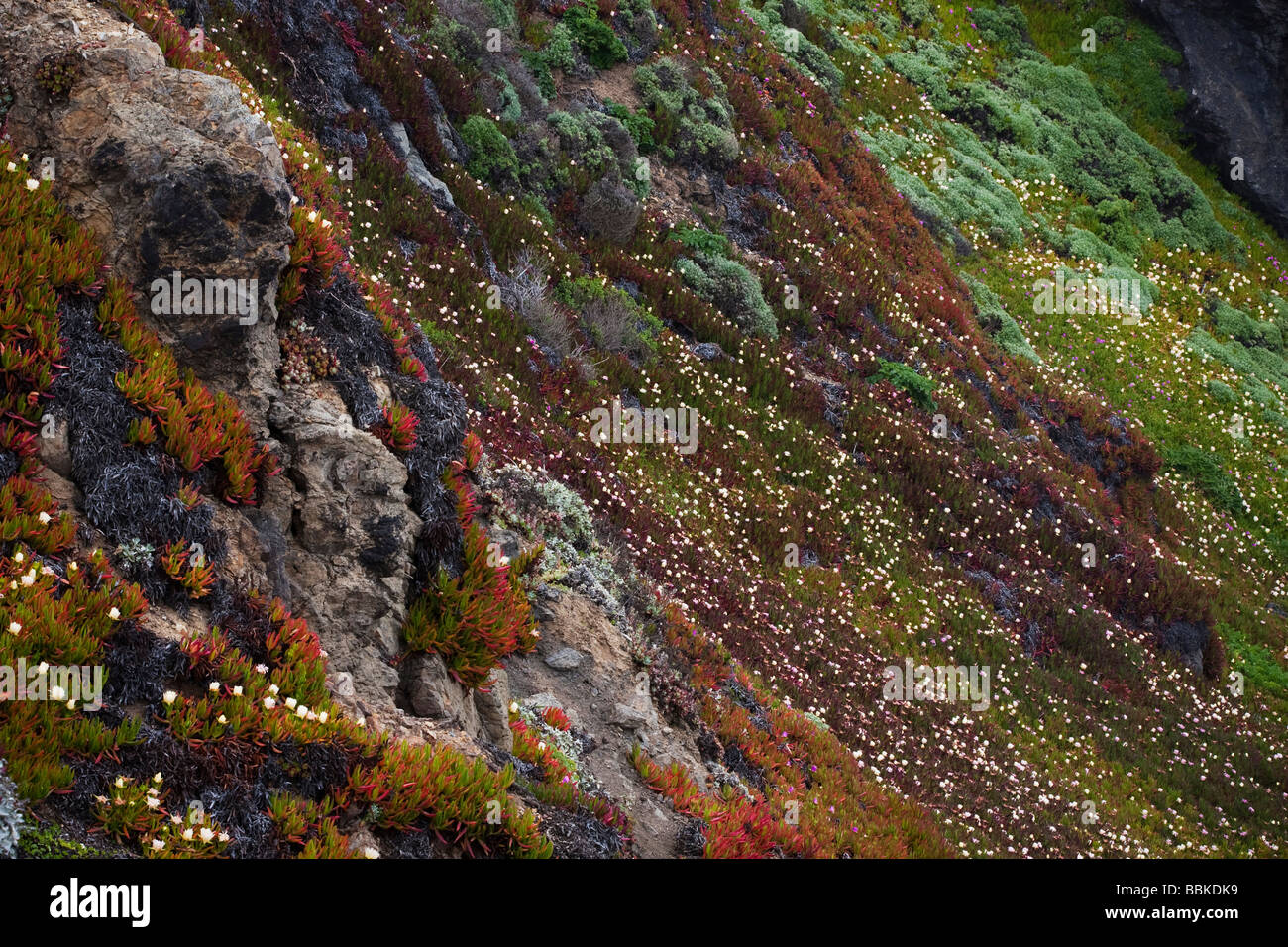Coastal Vegetation Plant Plants High Resolution Stock Photography and ...