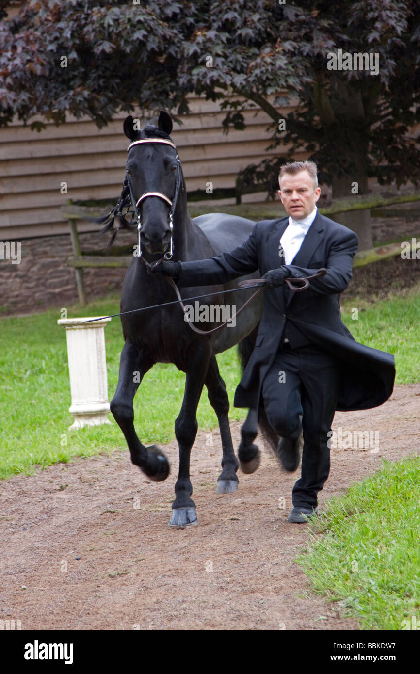 Morgan horse stallion hi-res stock photography and images - Alamy