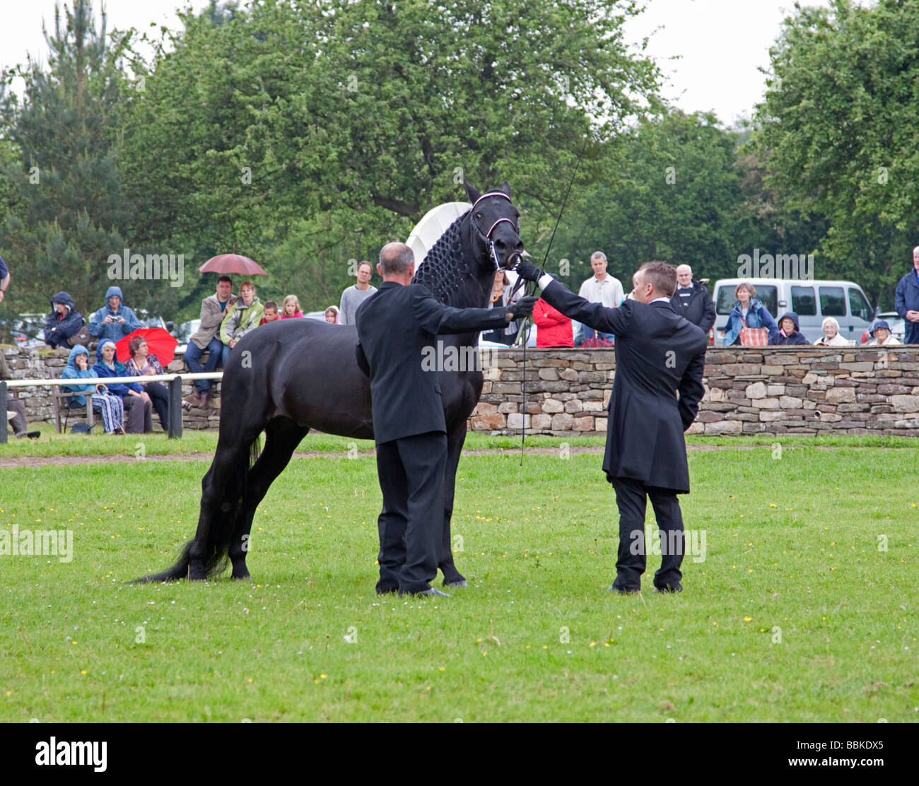 Black Morgan Horse stallion being shown Stock Photo - Alamy