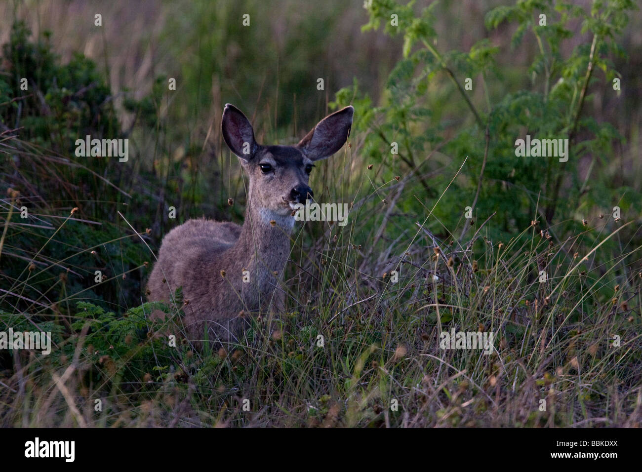 Mule Deer after sunset, Point Reyes National Seashore, California, USA ...