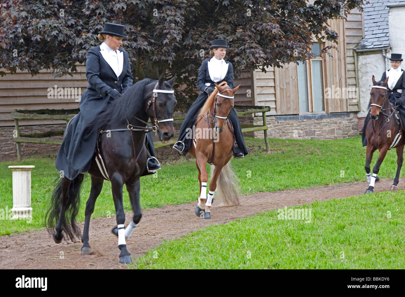 Three Morgan horses being ridden by women in traditional dress doing a ...
