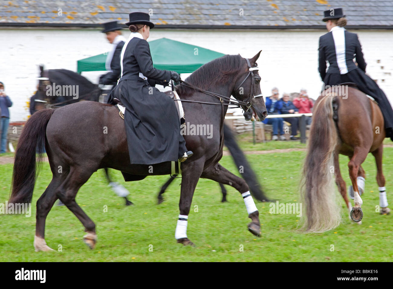 Three Morgan horses being ridden by women in traditional dress doing a ...