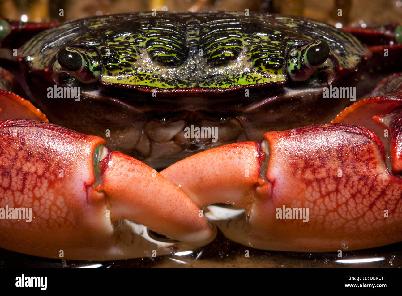 Lined Shore Crab High Resolution Stock Photography and Images - Alamy