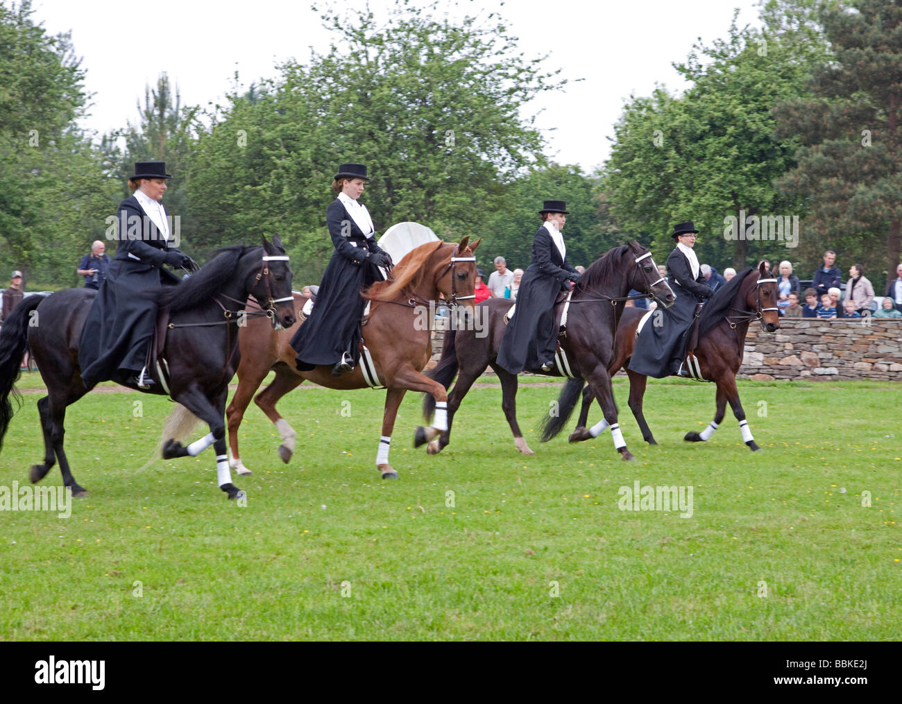 Four Morgan horses being ridden by women in traditional dress doing a ...