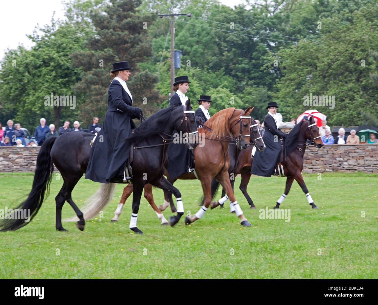 Four Morgan horses being ridden by women in traditional dress doing a ...