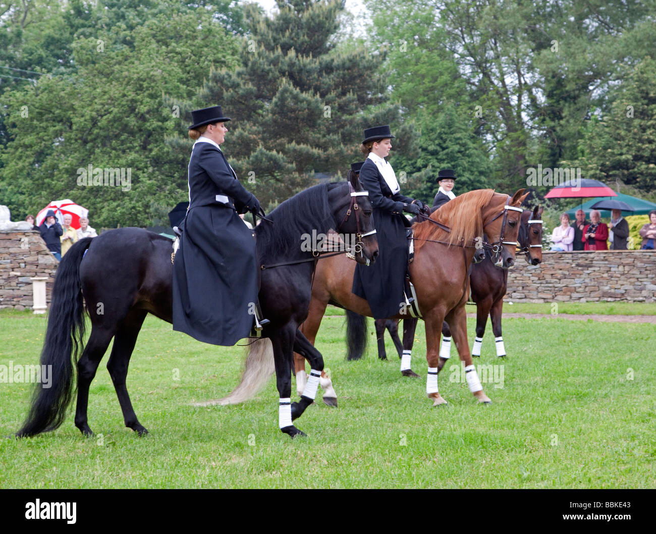 Four Morgan horses being ridden by women in traditional dress doing a ...