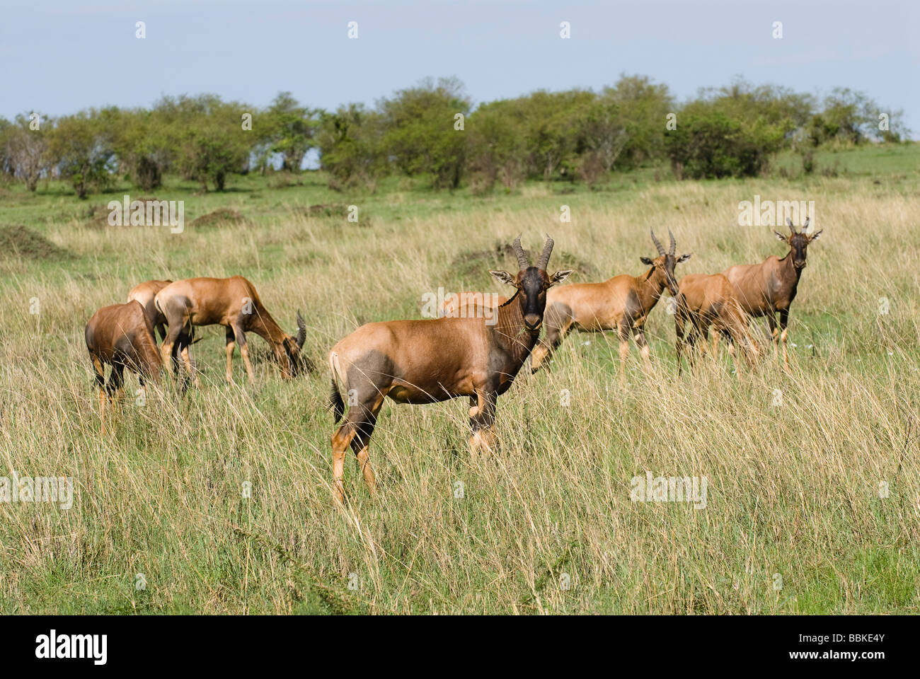 Masai mara game reserve kenya kenia national reserve nationalpark hi ...