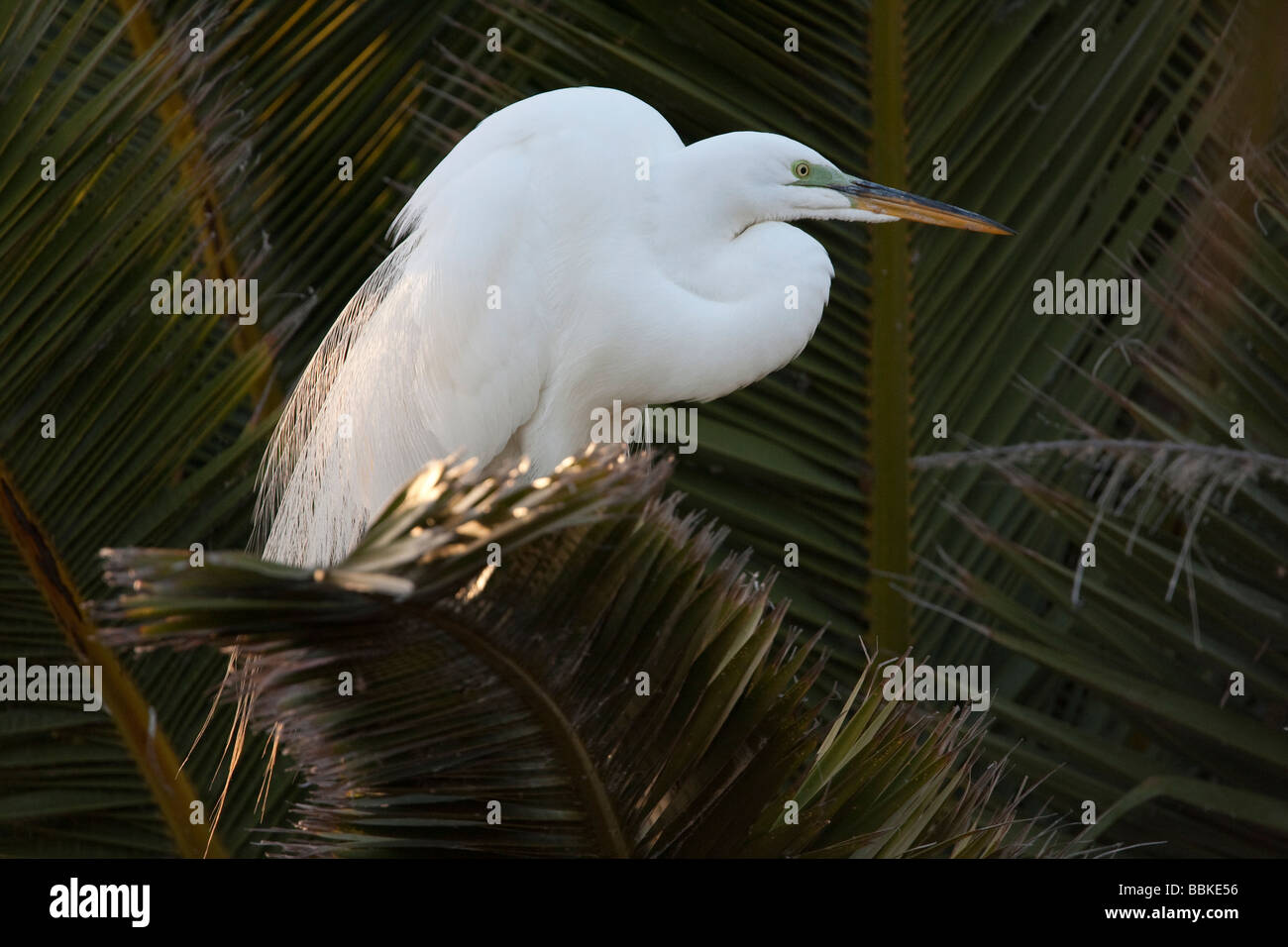 Great egret (breeding plumage, green face) on a Palm tree at sunset ...