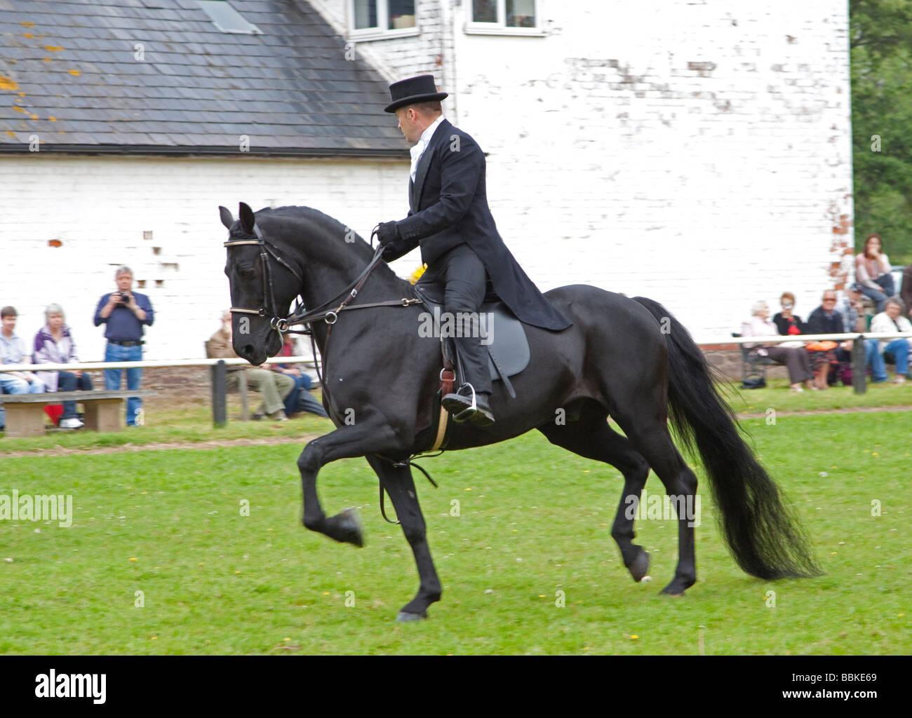 Morgan horse hi-res stock photography and images - Alamy