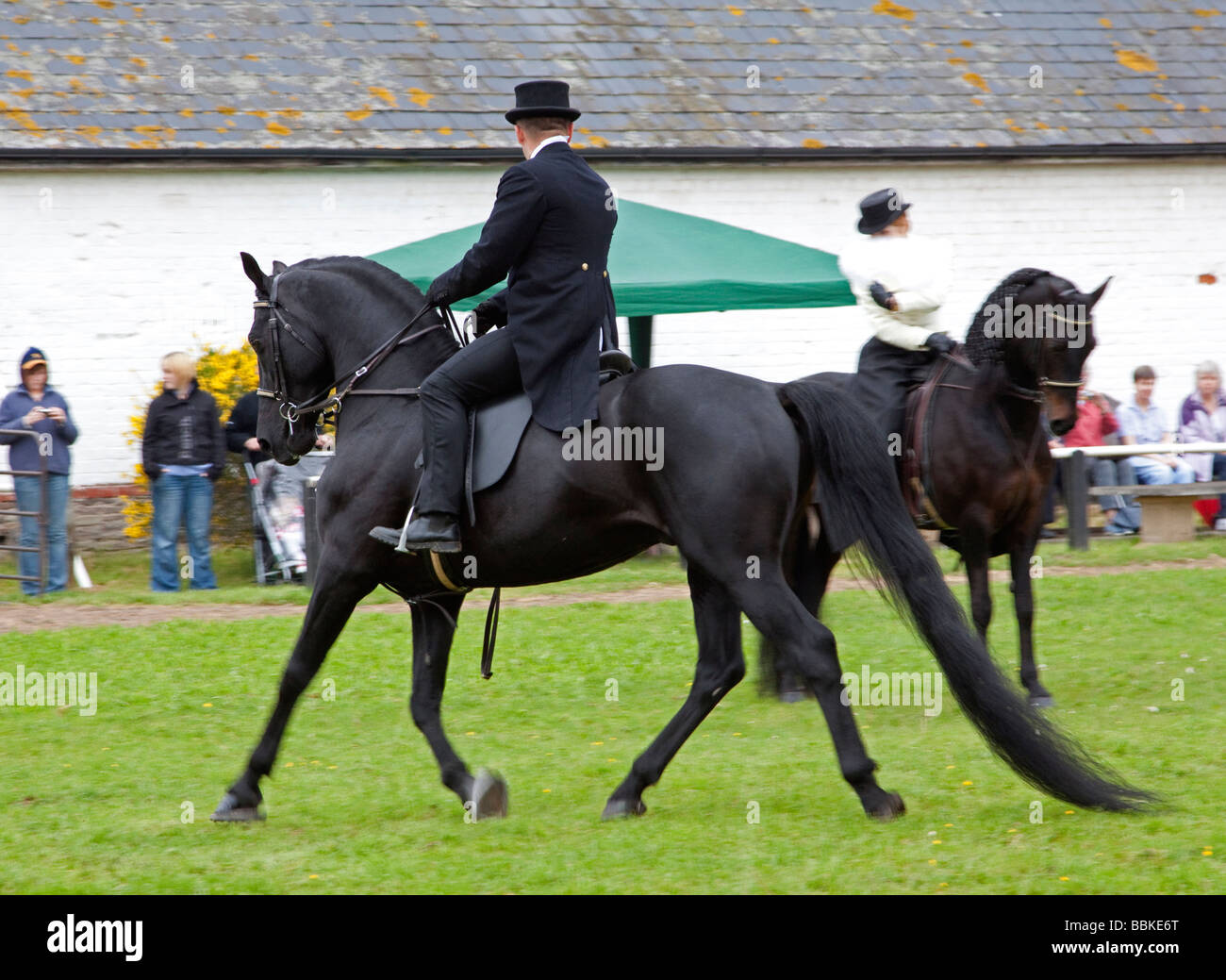 Black Morgan Horse stallion being ridden by a man in traditional ...