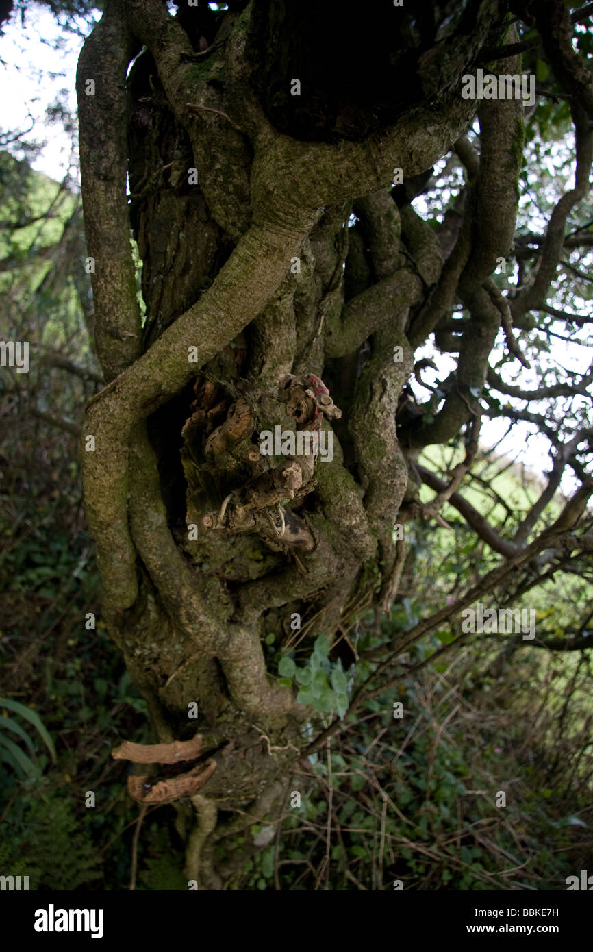 Tree roots, Cornwall, England, UK Stock Photo - Alamy