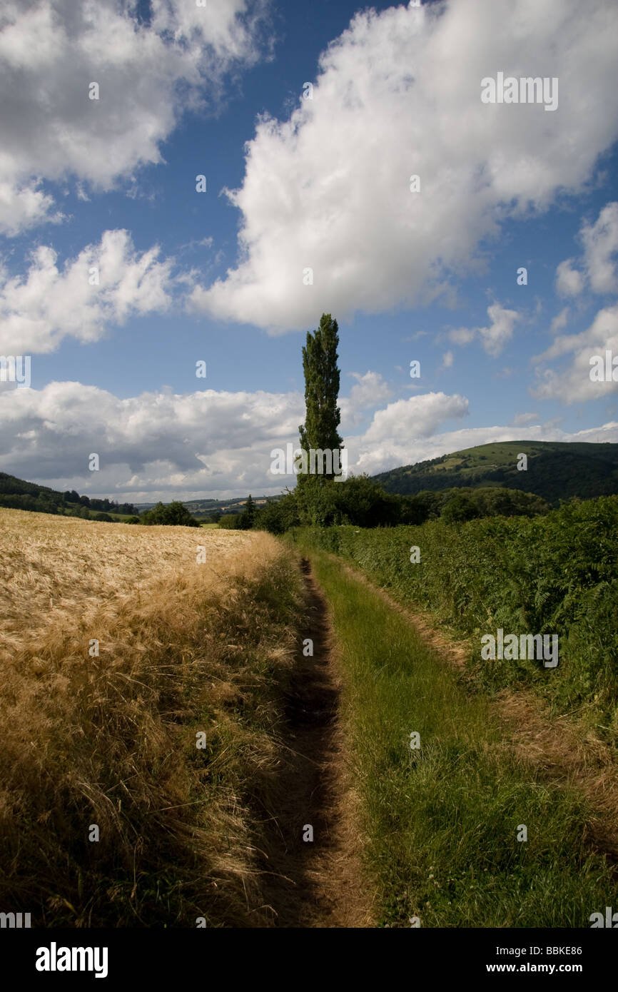 Welsh border hi-res stock photography and images - Alamy