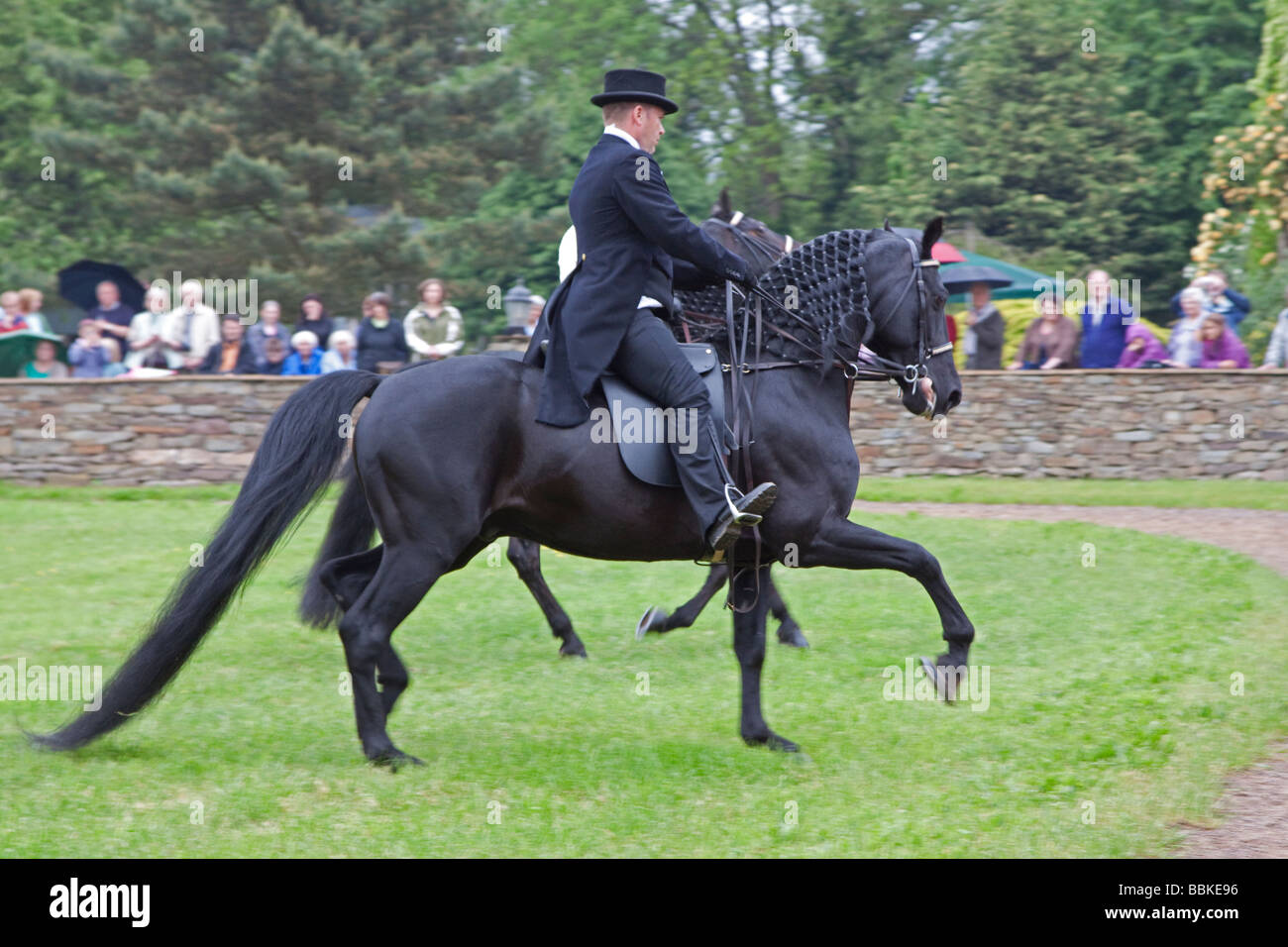 Black Morgan Horse stallion being ridden by a man in traditional ...