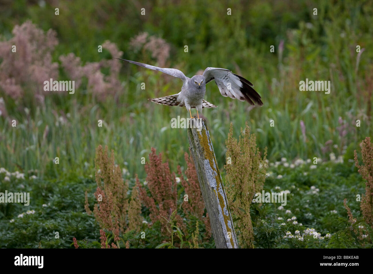 Northern Harrier male Landing on a wood pole, Point Reyes National ...