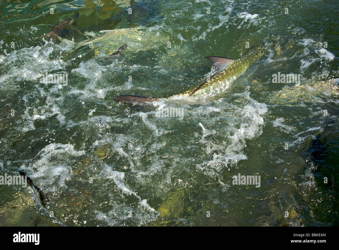 School of massive tarpon in shallow water feeding frenzy attacking a ...