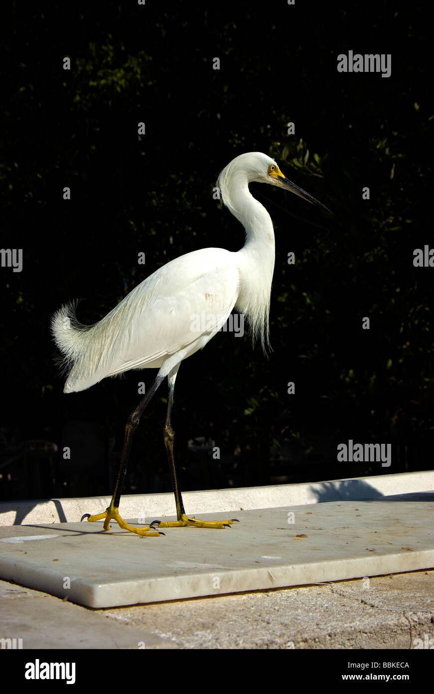 Closeup portrait of snowy egret Egretta thula on fish cleaning station ...