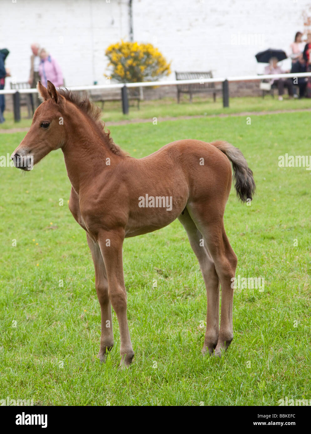 Colt horse pony foal chestnut hi-res stock photography and images - Alamy