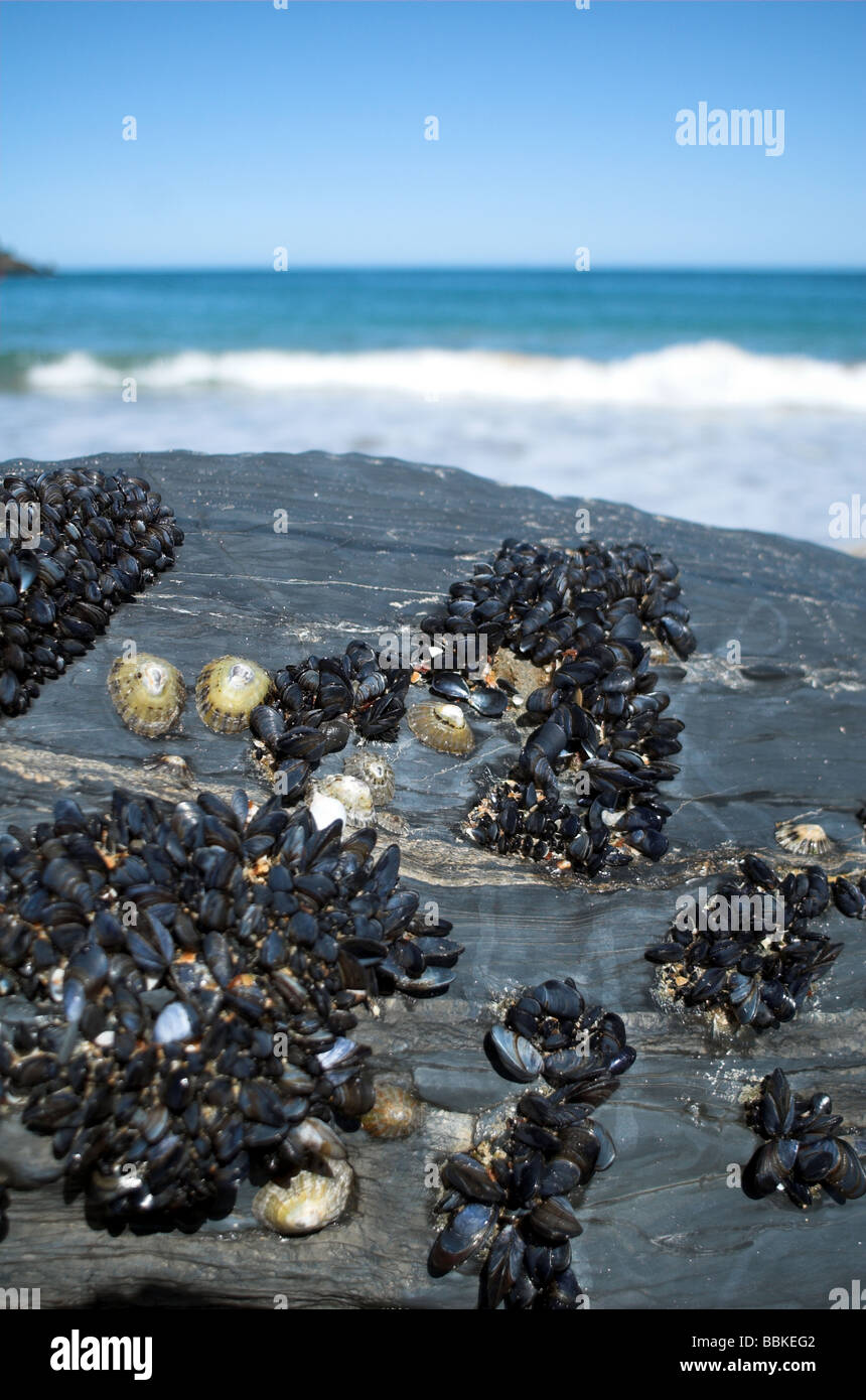 Cockles and mussels hi-res stock photography and images - Alamy
