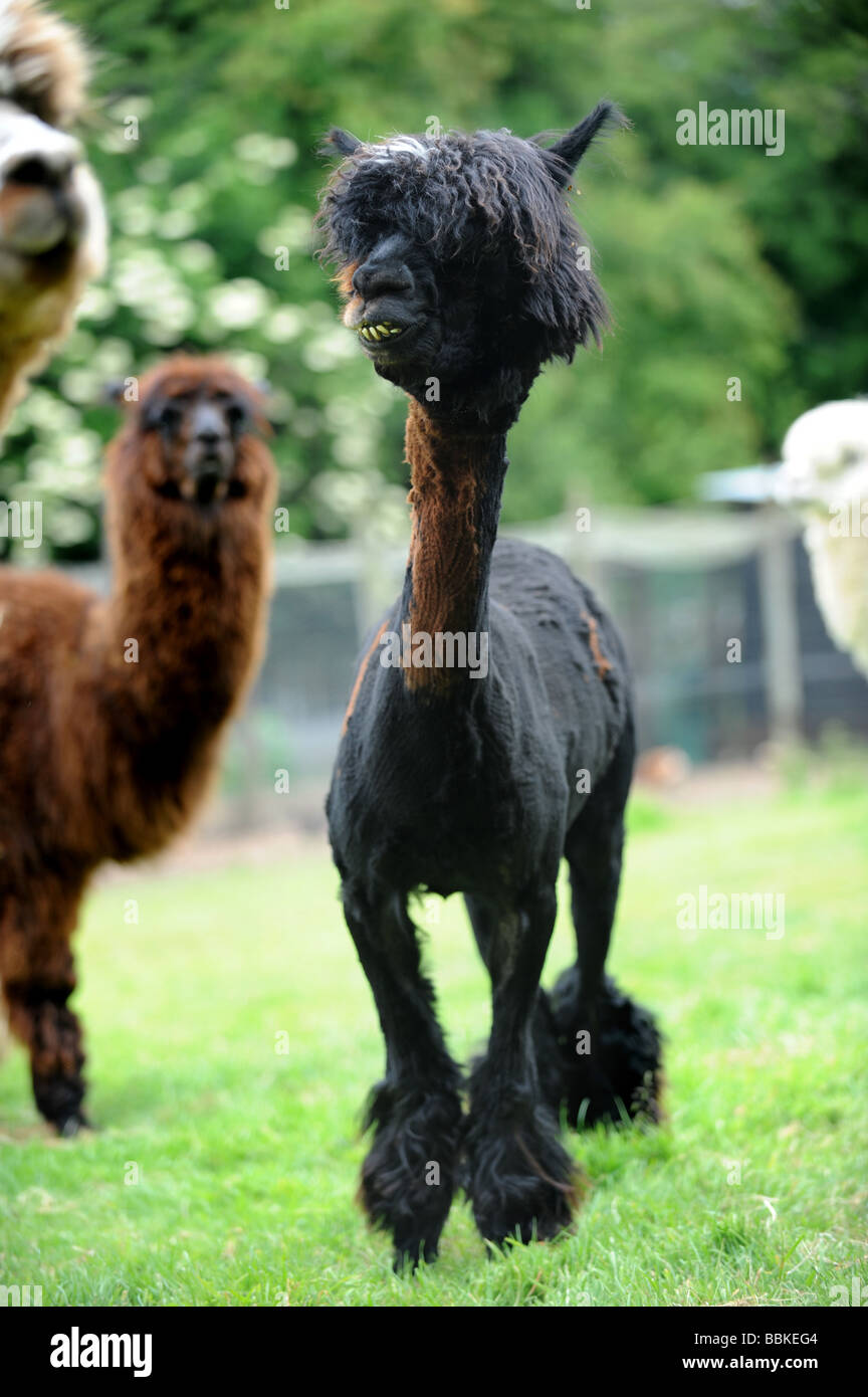Shorn hi-res stock photography and images - Alamy