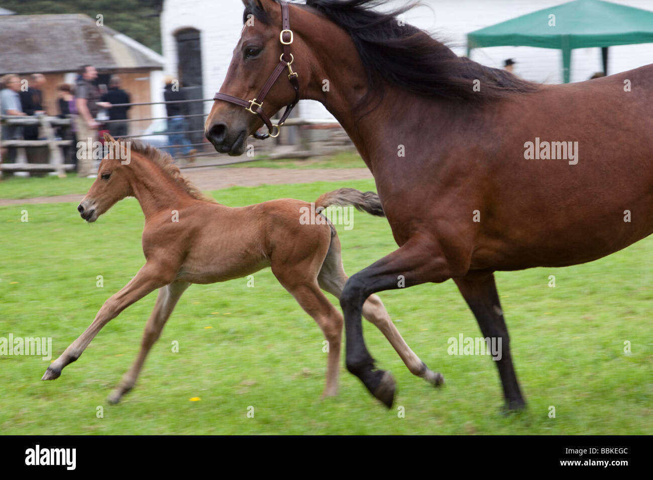 Morgan horse foal hi-res stock photography and images - Alamy