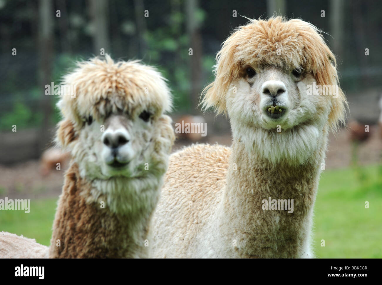 Shaved llama hi-res stock photography and images - Alamy