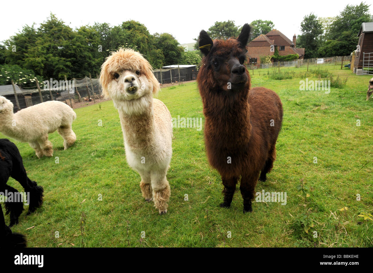 Alapca on a farm in sussex Stock Photo - Alamy