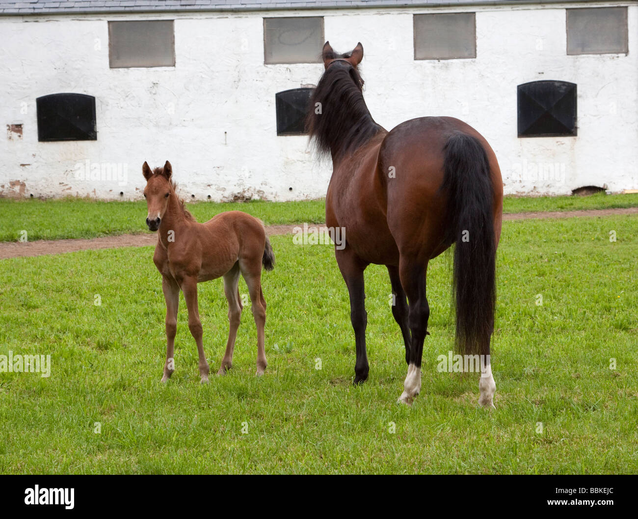 Morgan Horse mare and colt foal Stock Photo - Alamy