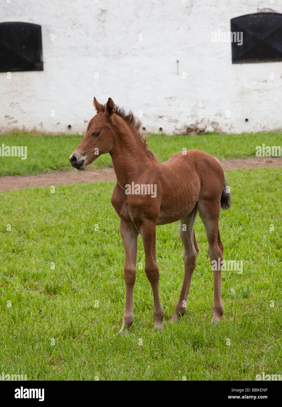 Very young Morgan Horse colt foal Stock Photo - Alamy