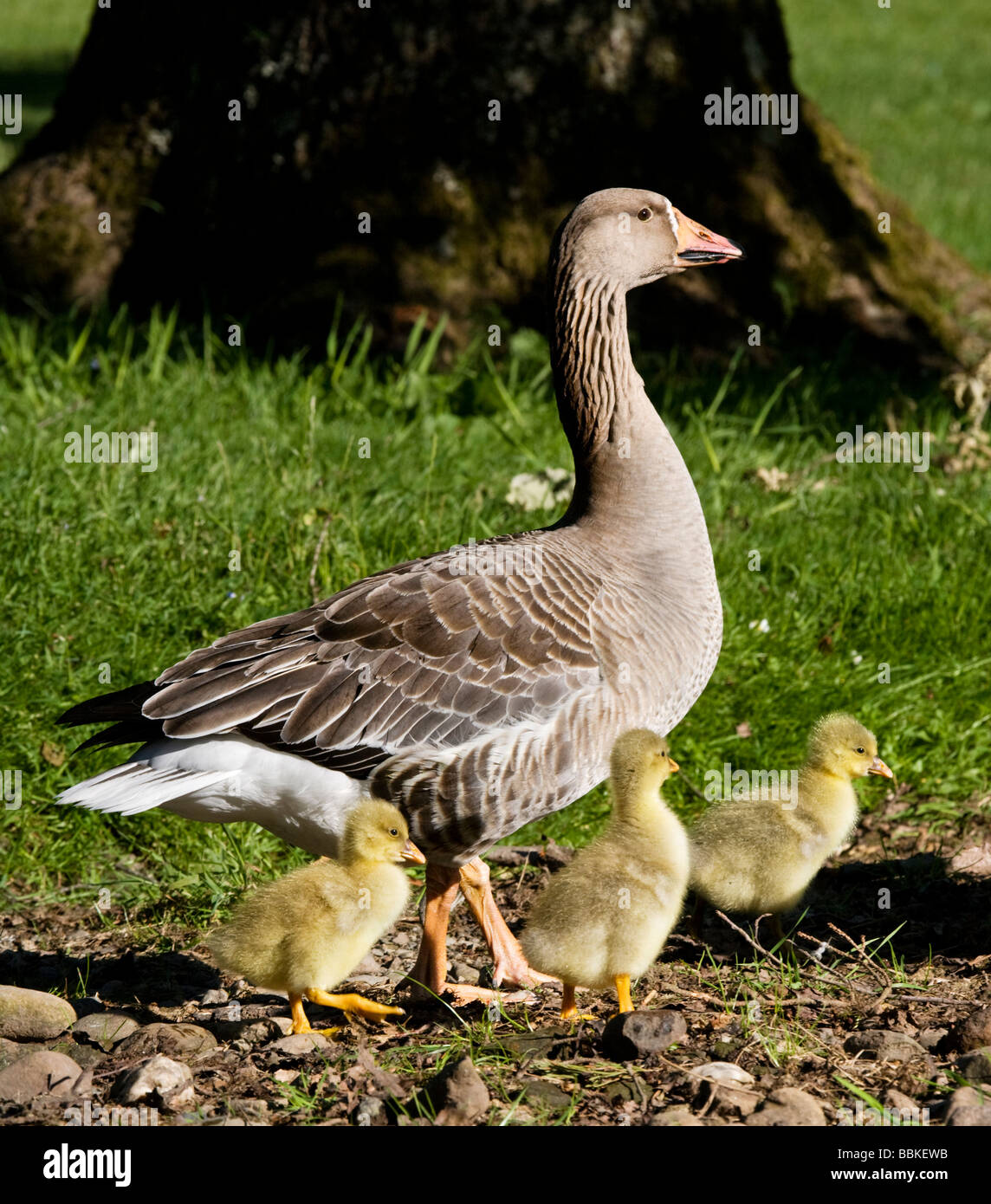 A Greylag goose with three goslings Stock Photo - Alamy