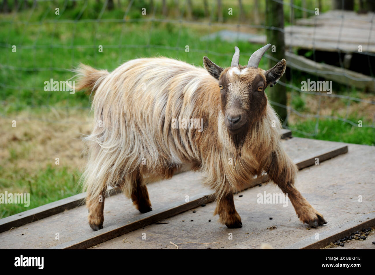 A pygmy goat on a farm in sussex Stock Photo - Alamy