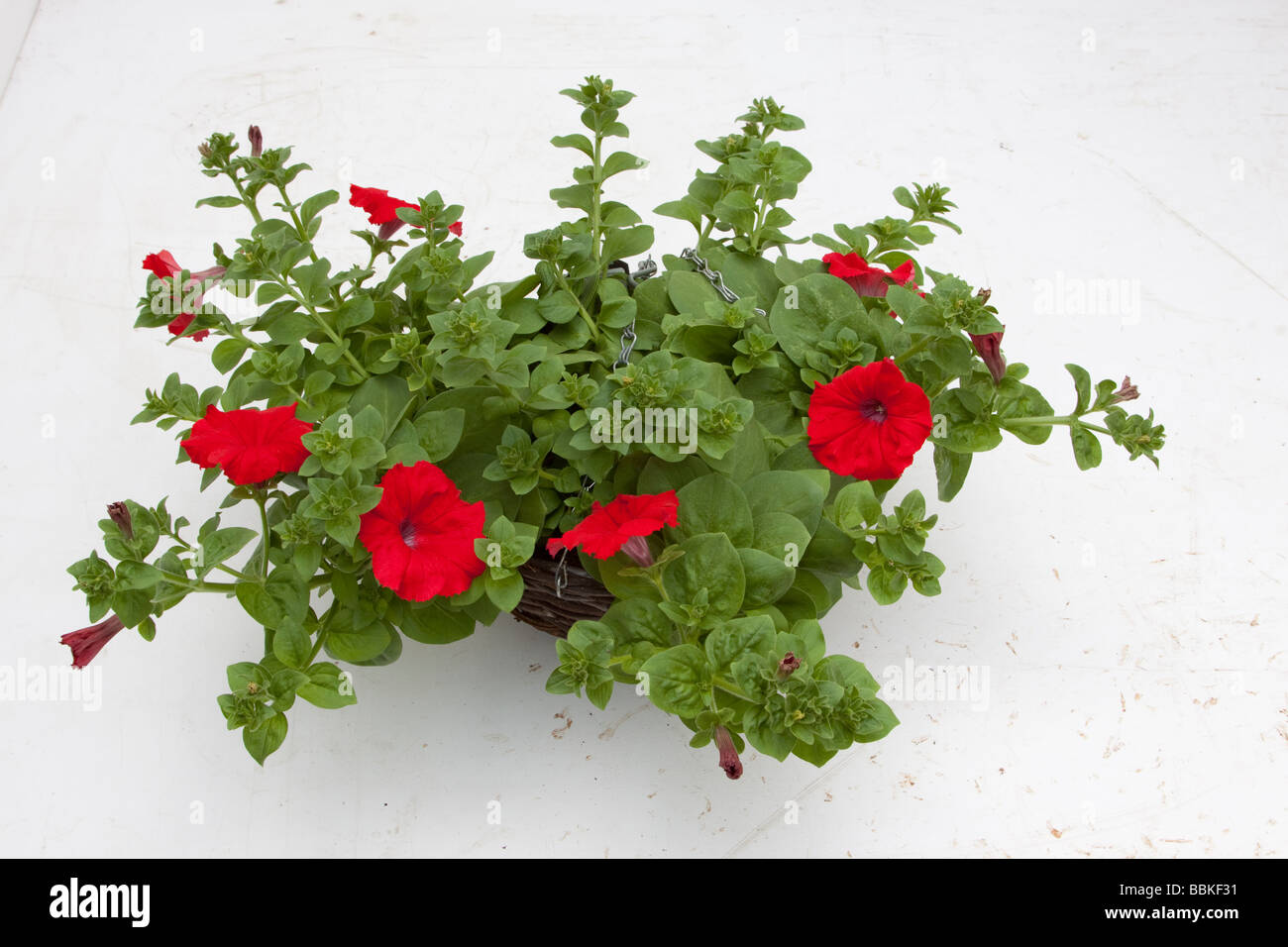Petunia red hi-res stock photography and images - Alamy